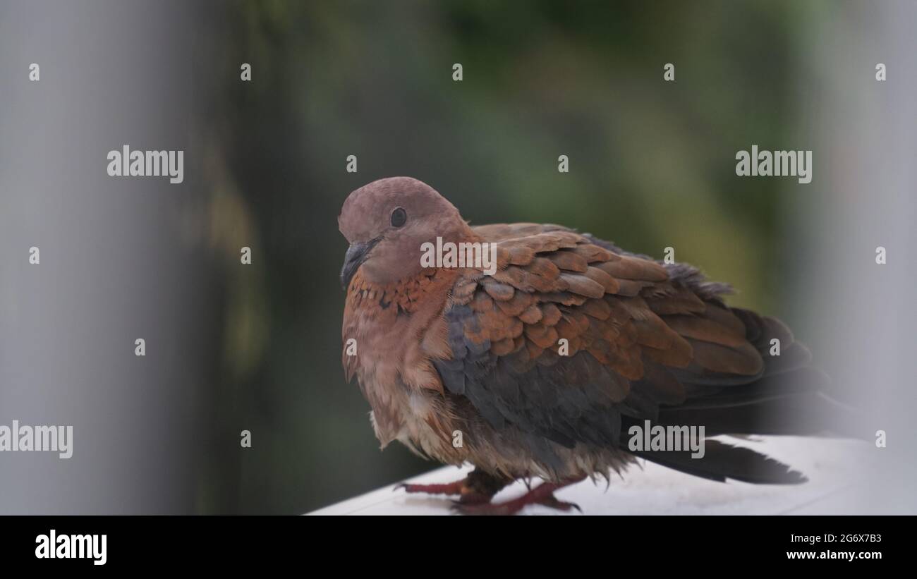Bird in Lagos, Nigeria Stock Photo - Alamy