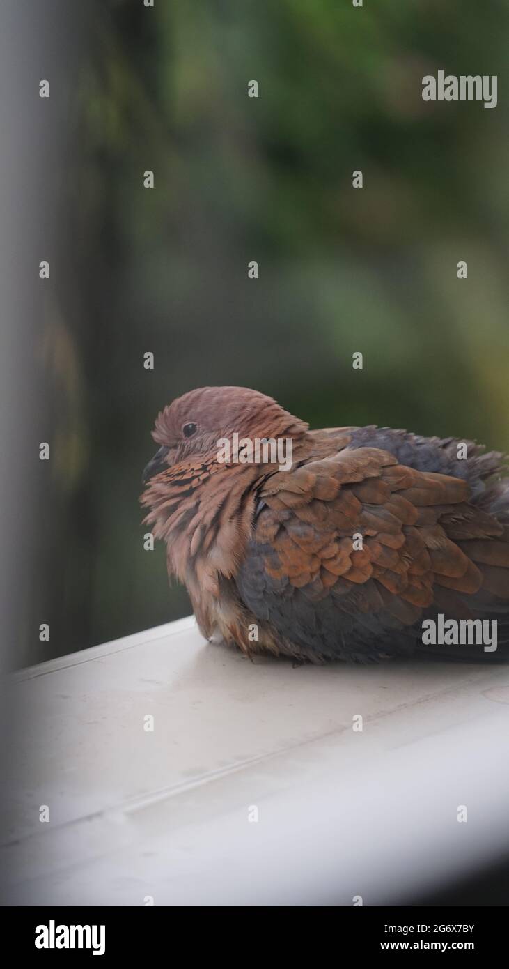 Birds of nigeria hi-res stock photography and images - Alamy