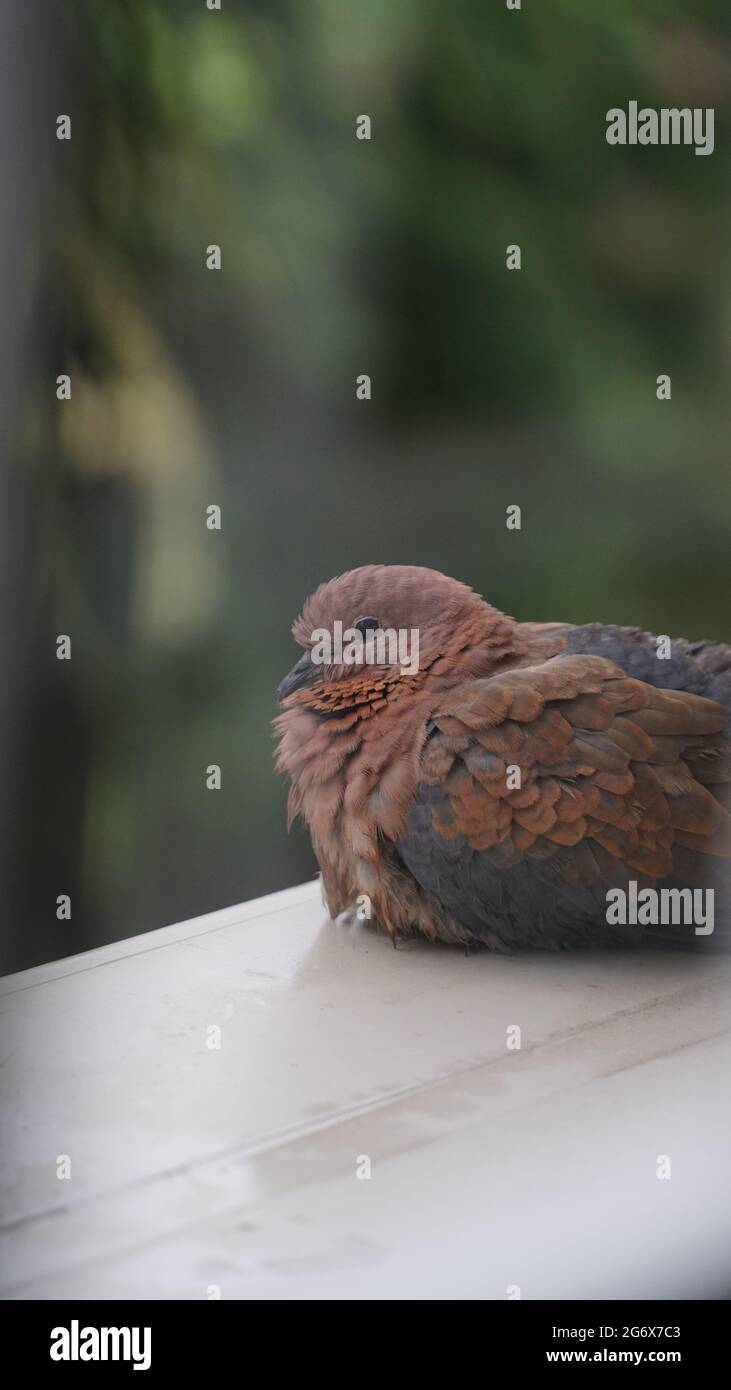 Bird in Lagos, Nigeria Stock Photo - Alamy