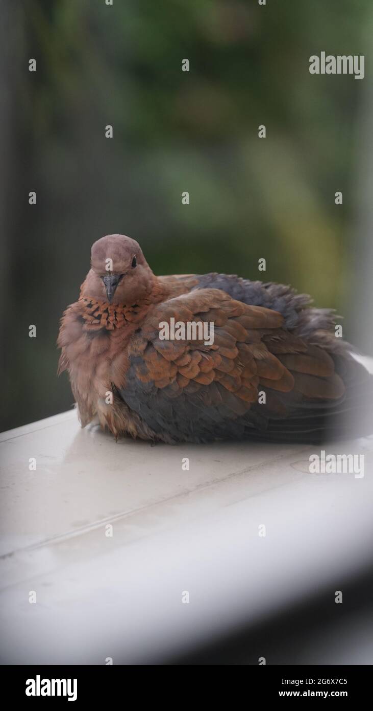Bird in Lagos, Nigeria Stock Photo - Alamy