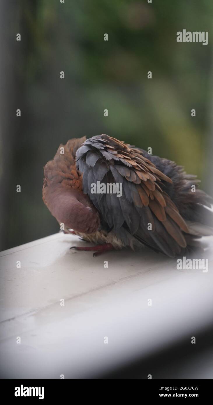 Bird in Lagos, Nigeria Stock Photo - Alamy