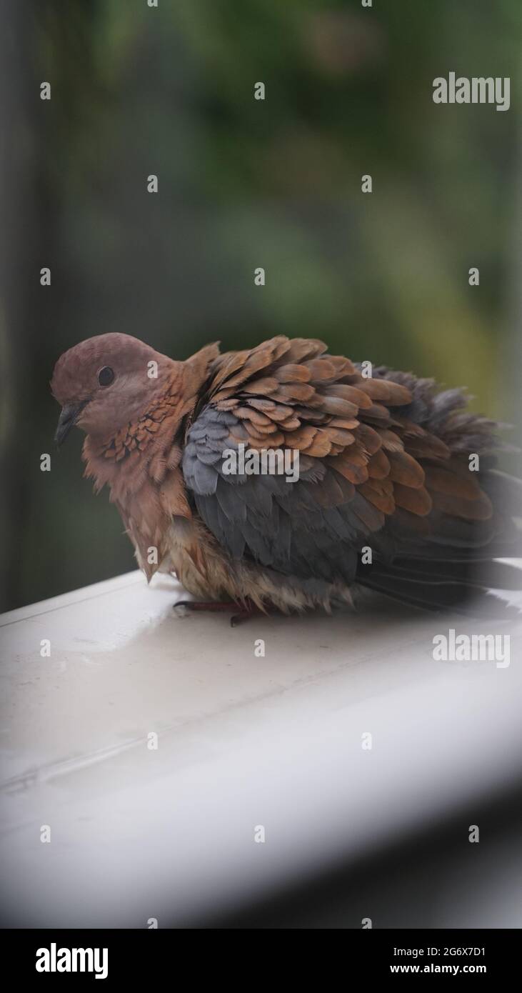 Bird in Lagos, Nigeria Stock Photo - Alamy