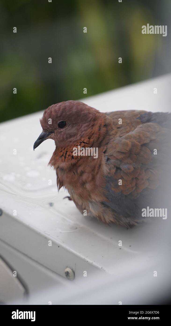 Bird in Lagos, Nigeria Stock Photo - Alamy