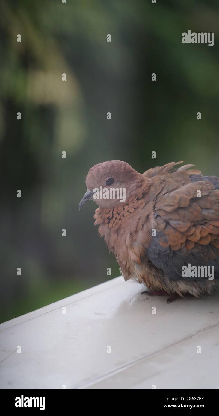 Bird in Lagos, Nigeria Stock Photo - Alamy