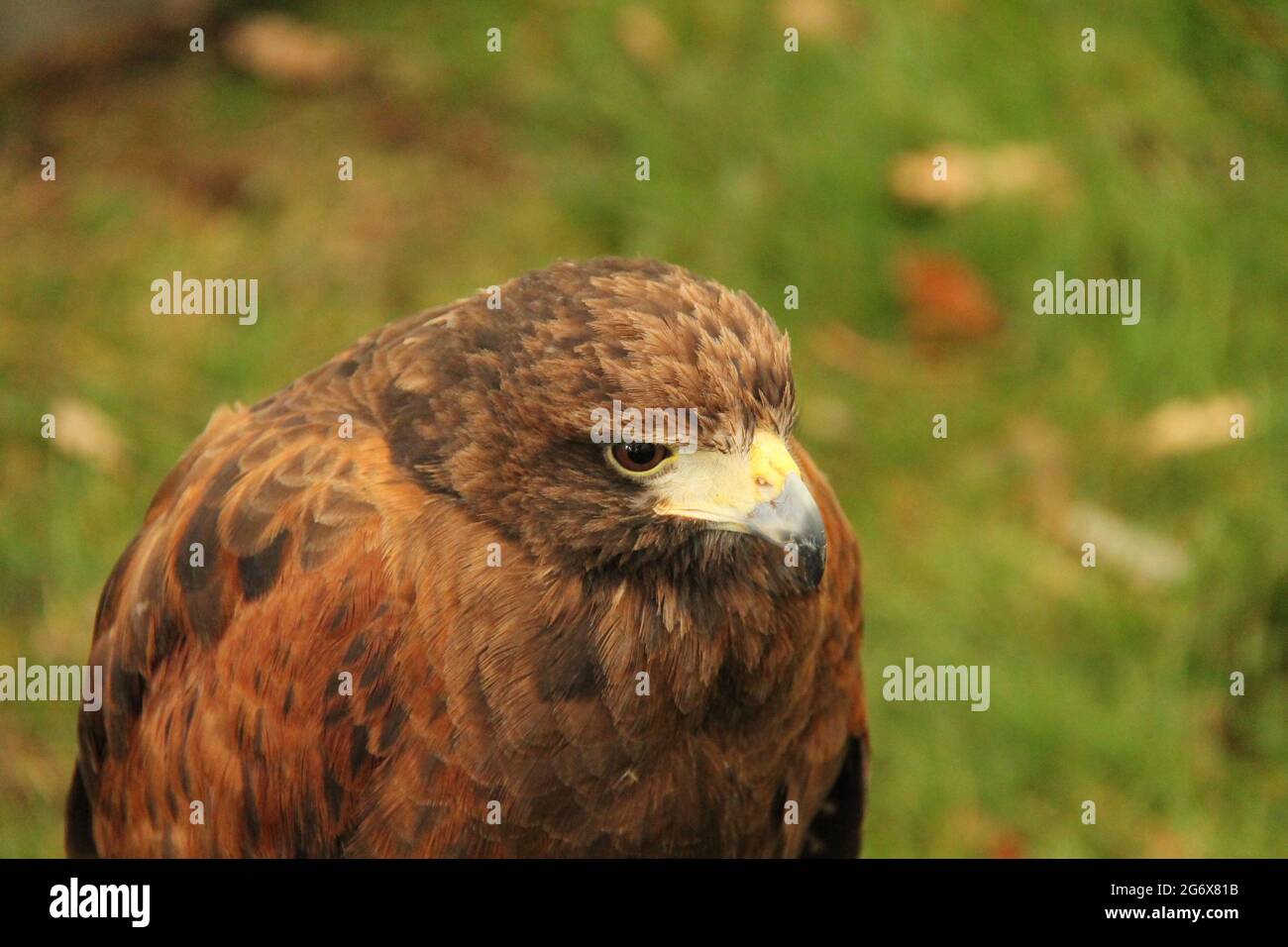 Harris hawk display hi-res stock photography and images - Alamy