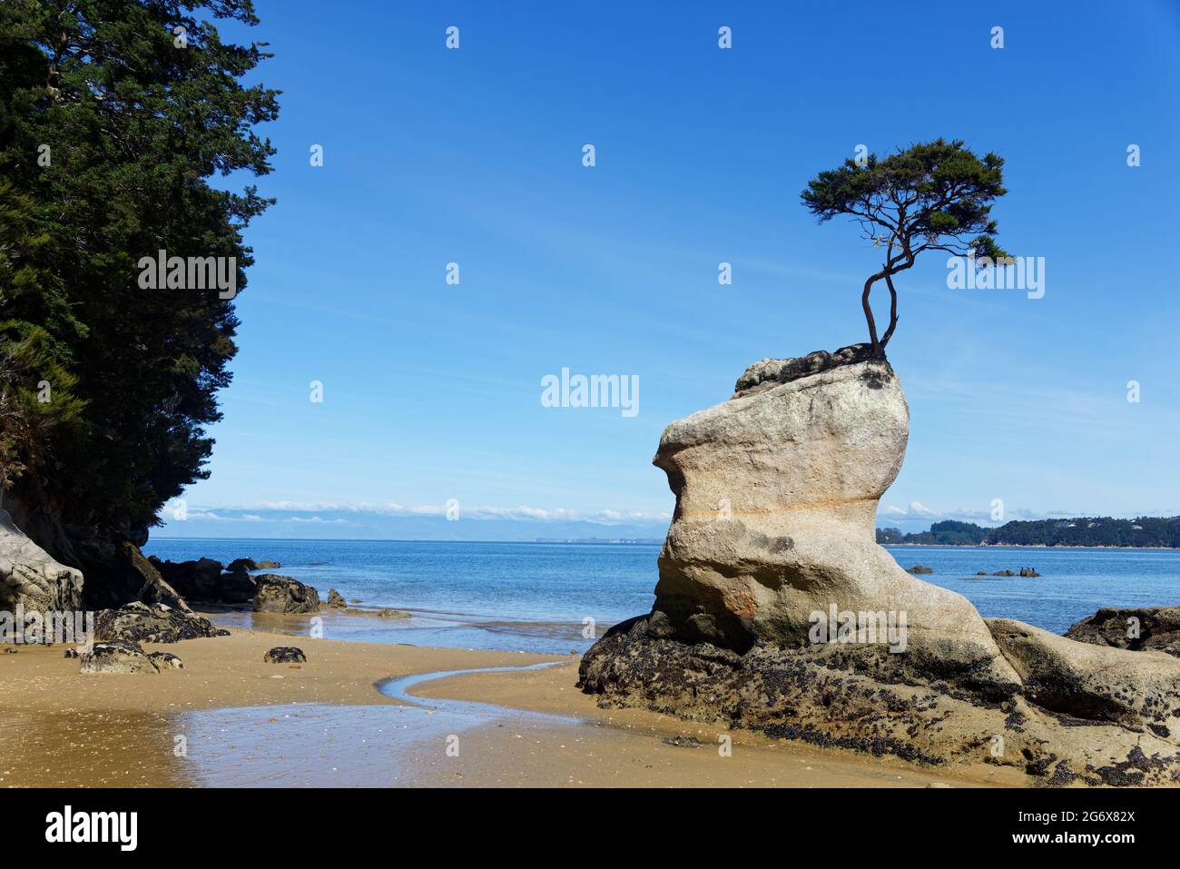The Tinline Bay Tree, a tree battling the odds with the ocean Stock ...