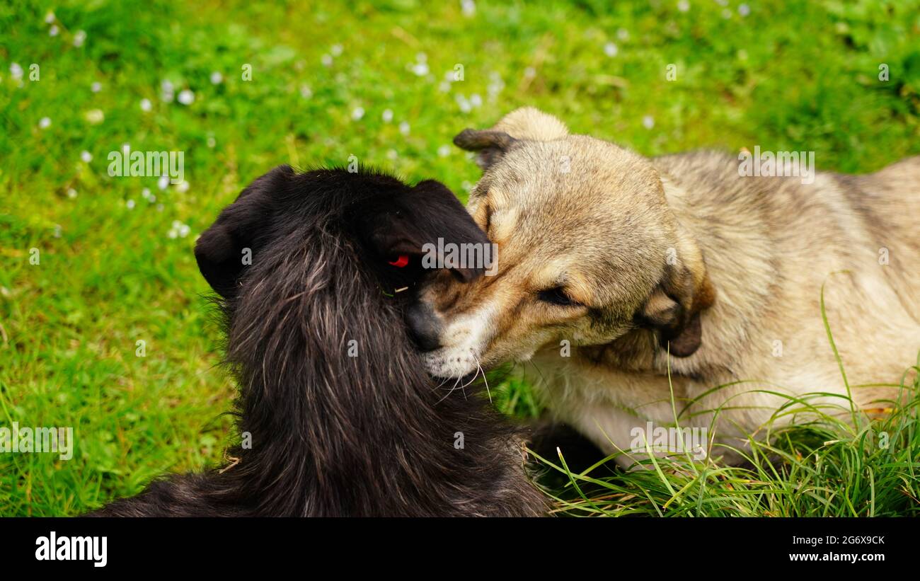Lawn doggie hi-res stock photography and images - Alamy