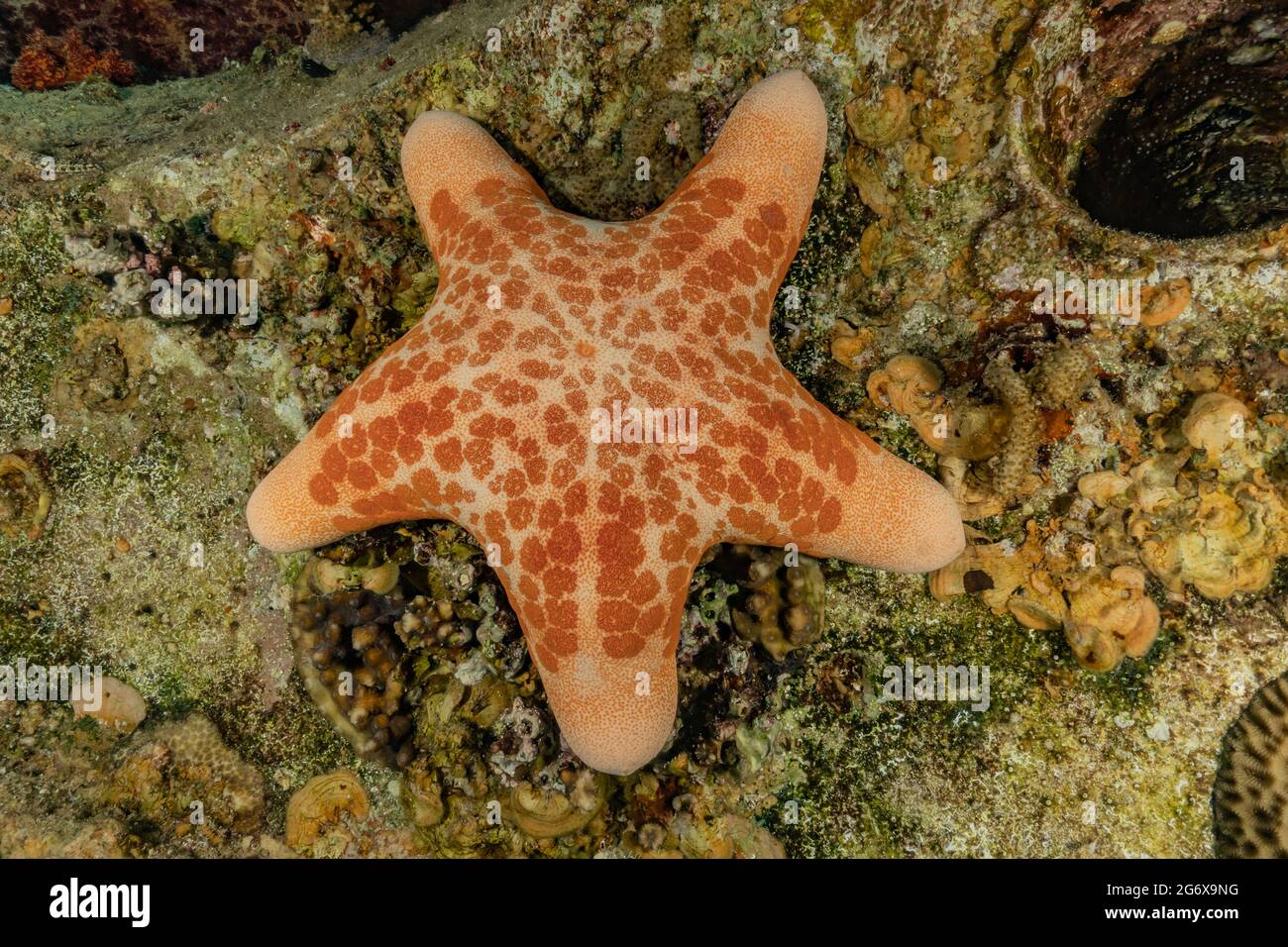 Red starfish underwater on seabed hi-res stock photography and images ...