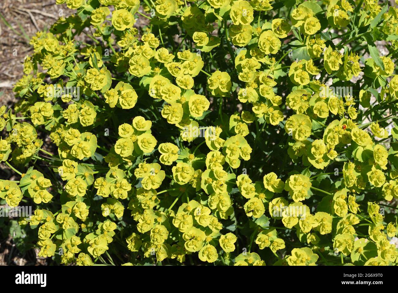 Sun Spurge Euphorbia helioscopia aka Wart Spurge, Umbrella Milkweed or ...