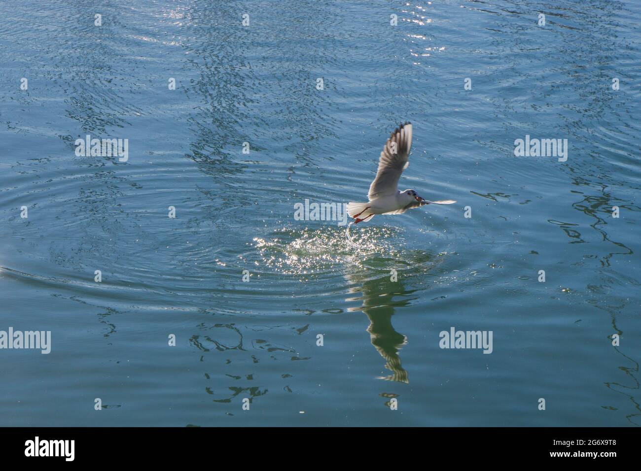 A flying seagull has just caught a prey Stock Photo - Alamy