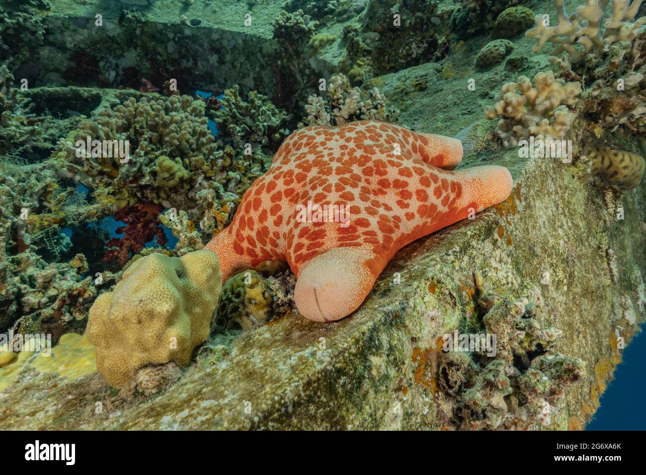 Starfish On the seabed in the Red Sea, Eilat Israel Stock Photo - Alamy