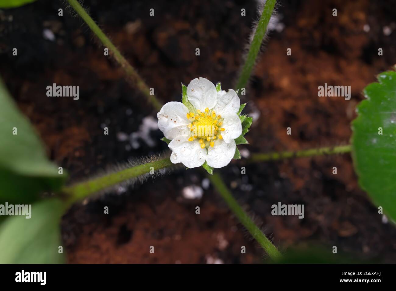 Macro from top view of albion strawberry plant - Fragaria Ananassa ...