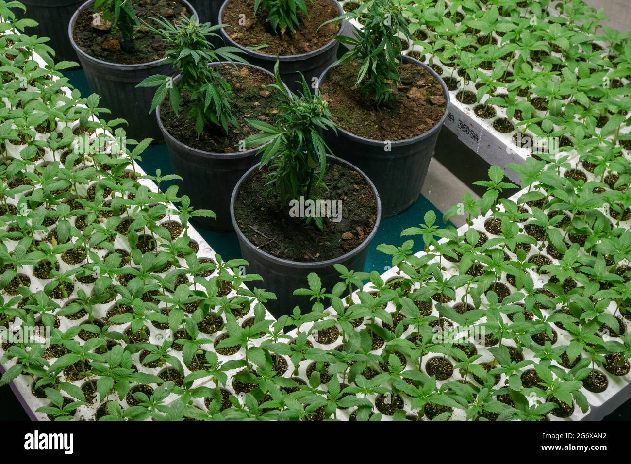 Indoor Marijuana commercial growing operation. Commercial Cannabis ...