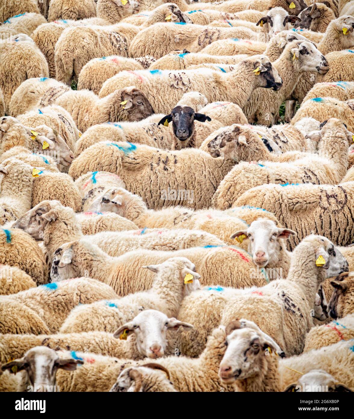 Individual sheep hi-res stock photography and images - Alamy