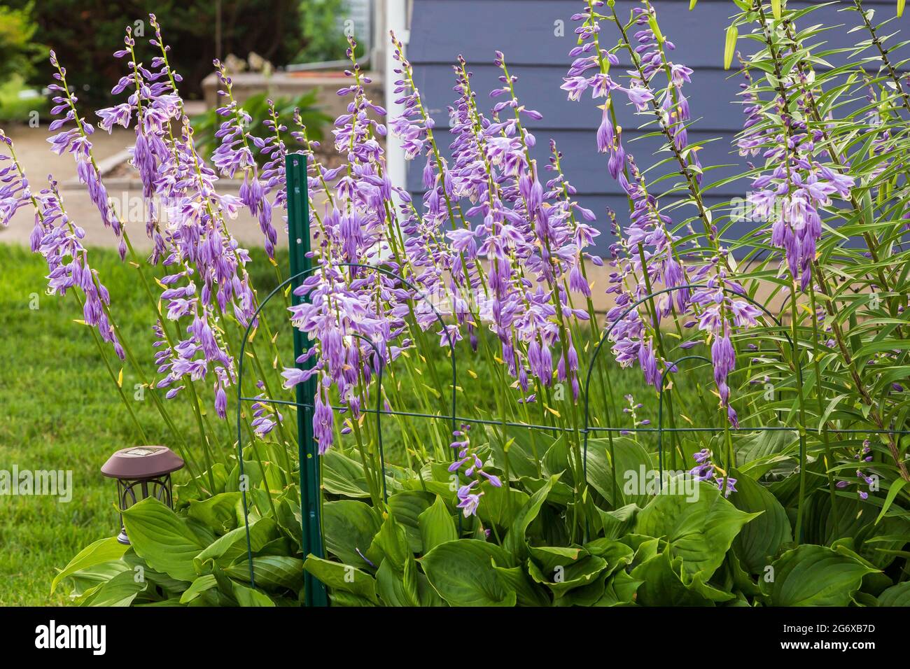 Lavender and purple flowers hi-res stock photography and images - Alamy