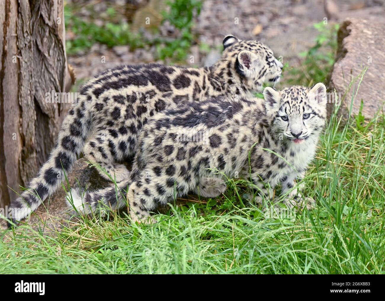 Stuttgart, Germany. 09th July, 2021. Snow leopard cubs take a morning ...