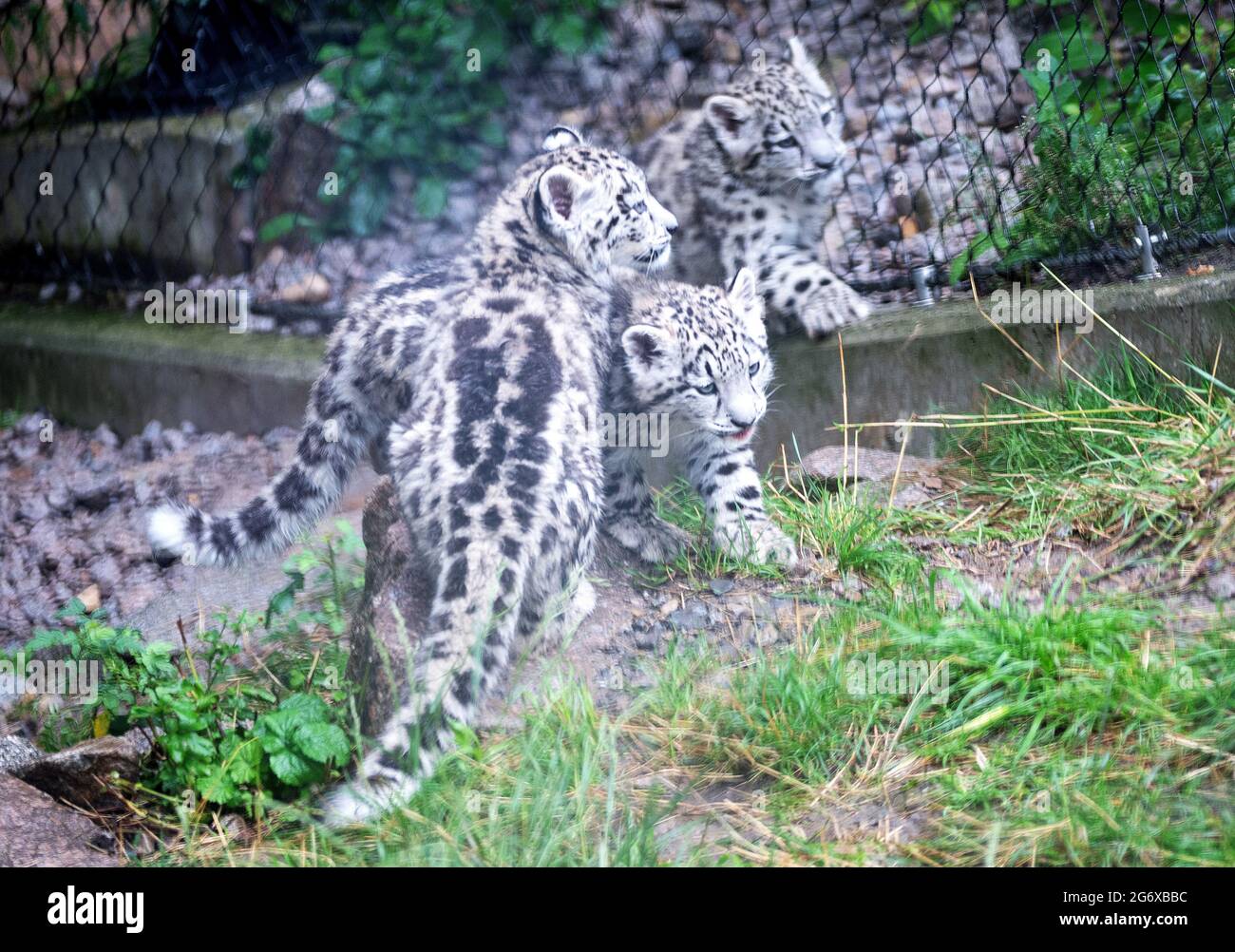 Stuttgart, Germany. 09th July, 2021. Triplets of snow leopards run ...