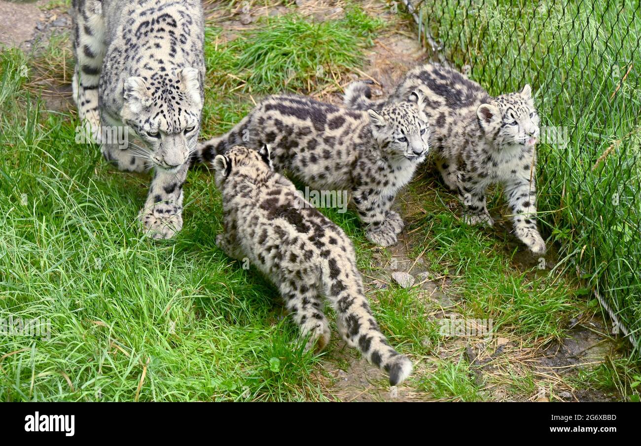 Stuttgart, Germany. 09th July, 2021. Triplets of snow leopards take a ...