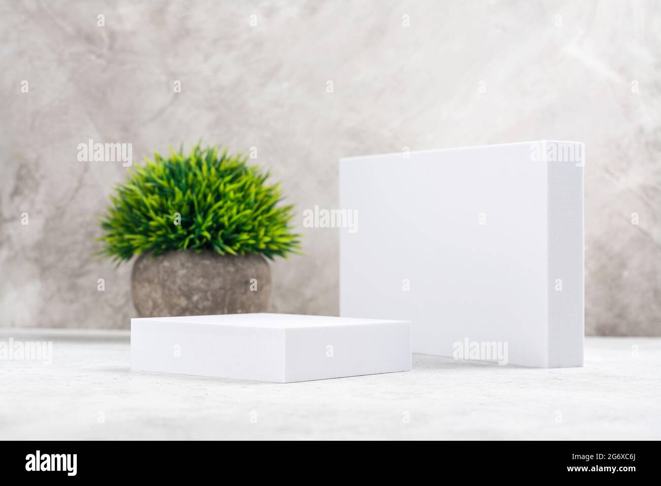 Minimal product display stand wih green plant in a stone pot. Cosmetics ...