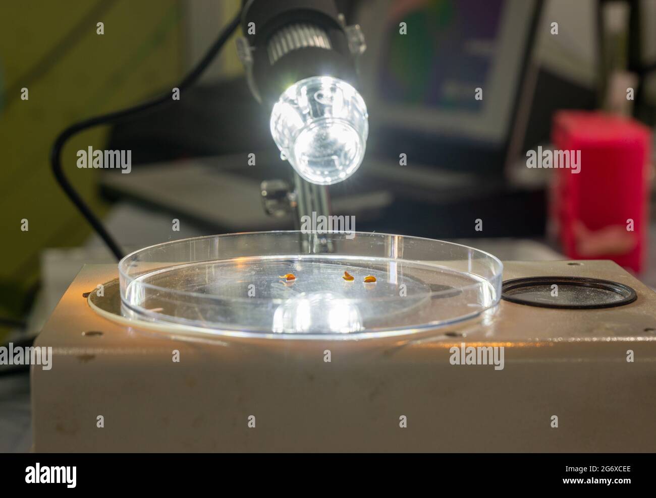 Grass under microscope hi-res stock photography and images - Alamy