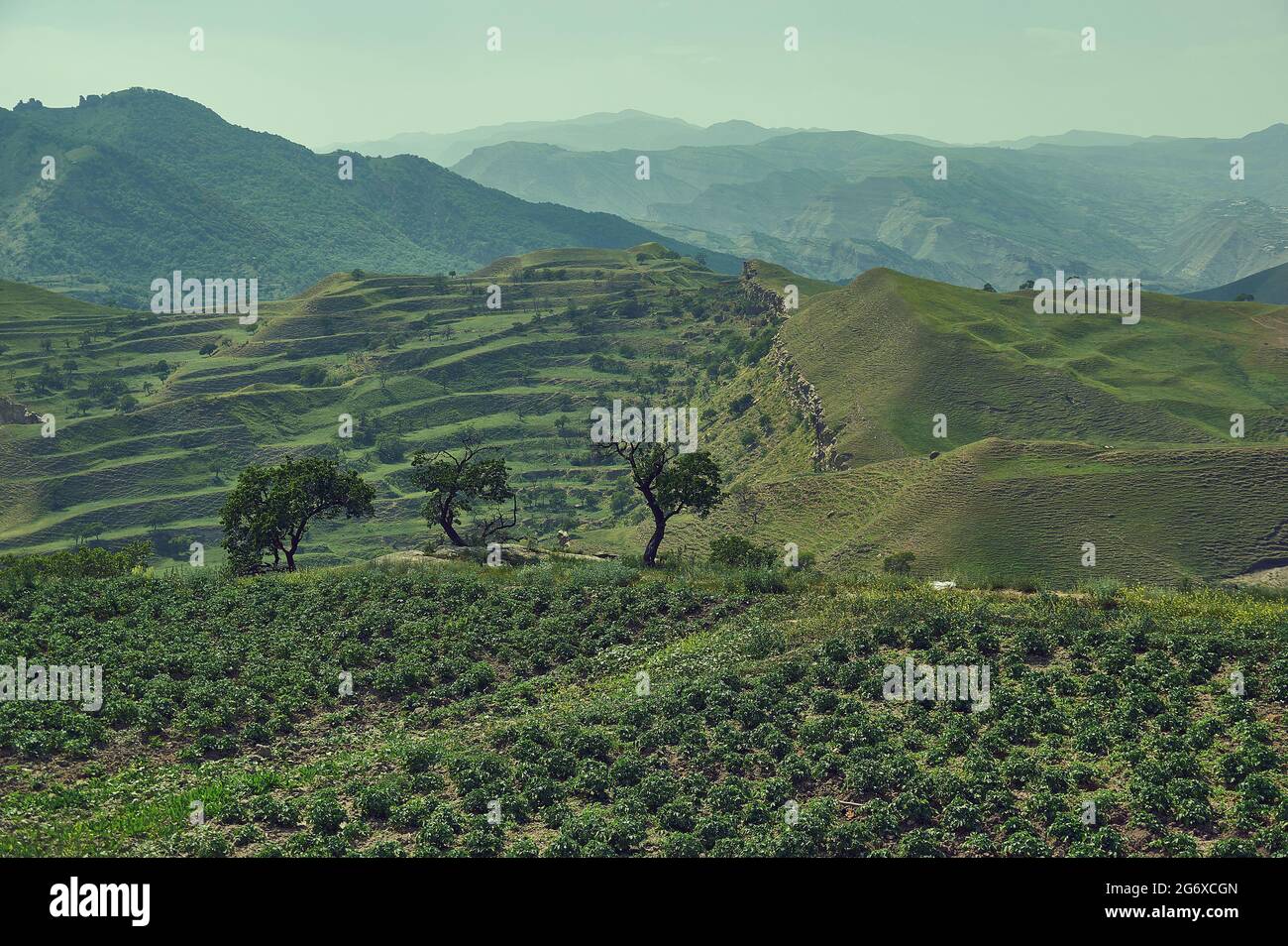 Man-made terraces of the village Chokh., big mountain formation in the ...