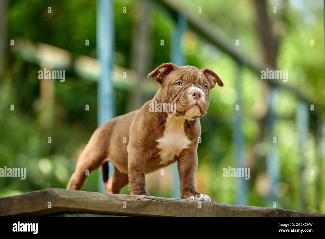 Portrait of a funny young American Bully puppy on a walk in the park ...