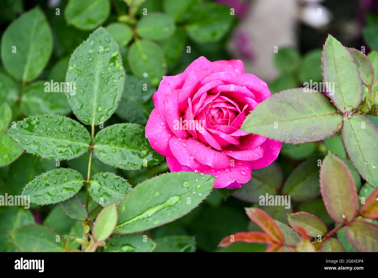 Heidi klum rose hi-res stock photography and images - Alamy