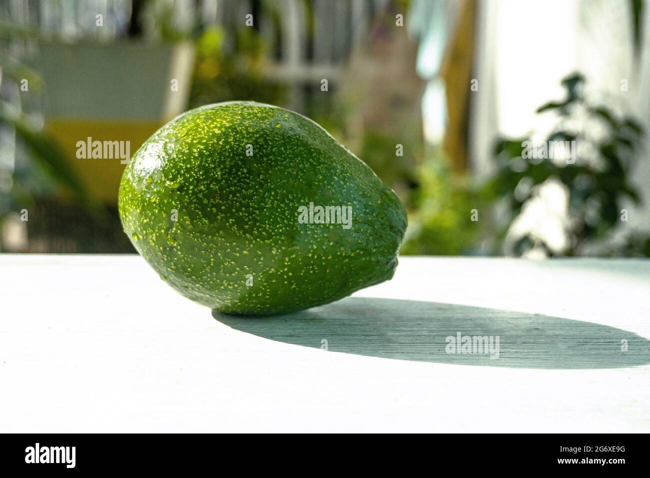 Avocado, tropical green fruit on a bright background, modern ...