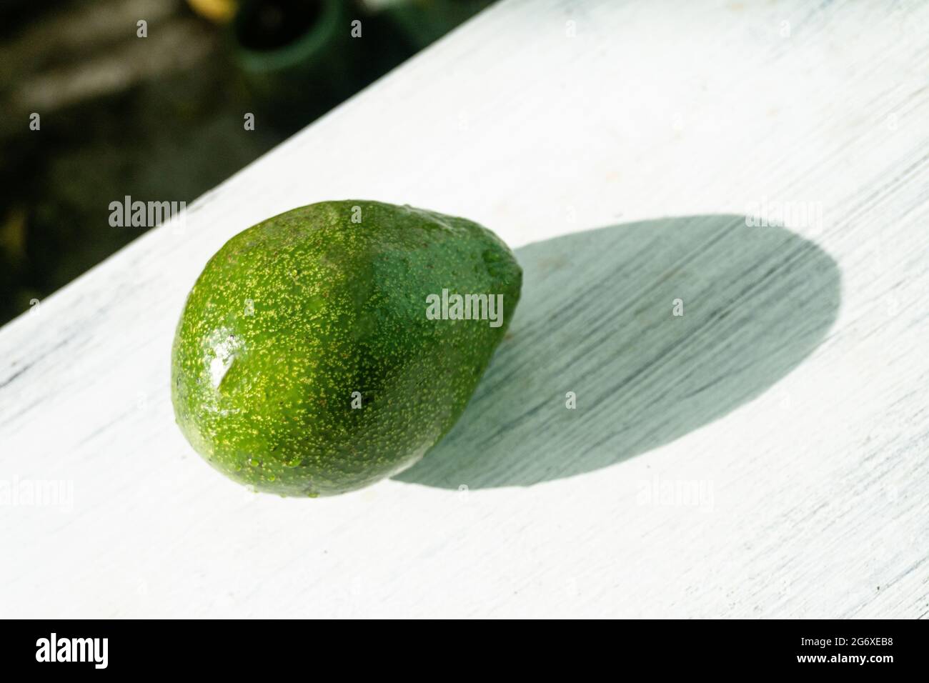 Avocado, tropical green fruit on a bright background, modern ...