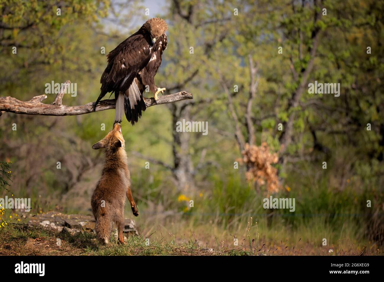 After sneaking up on his target, the fox made a cheeky play for the ...
