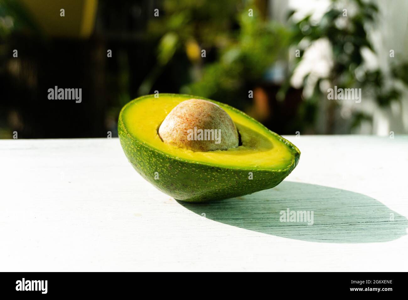 Avocado, tropical green fruit on a bright background, modern ...