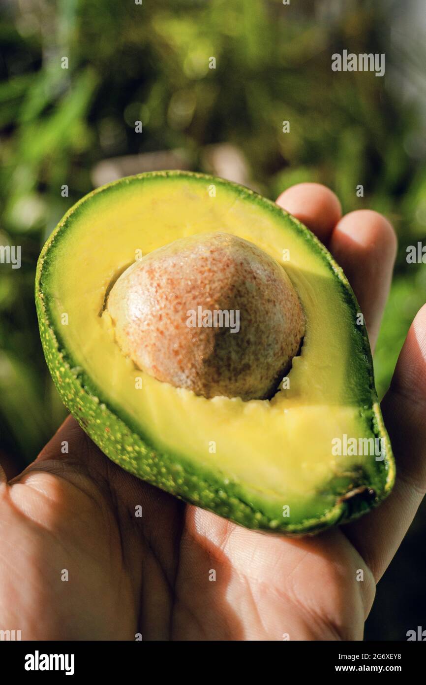 Avocado, tropical green fruit on a bright background, modern ...