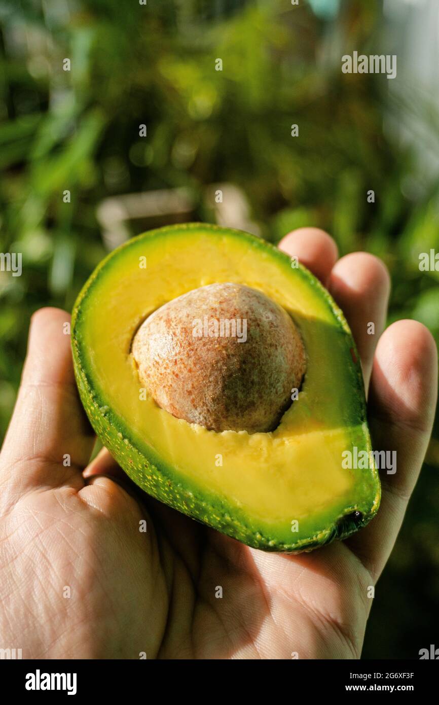 Avocado, tropical green fruit on a bright background, modern ...