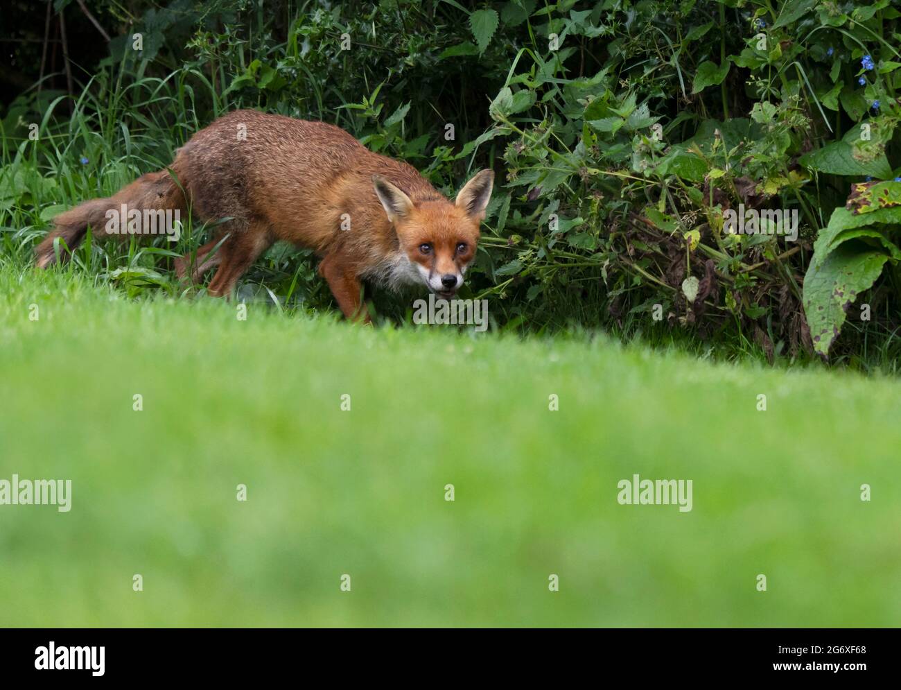 Red fox stalking hi-res stock photography and images - Alamy
