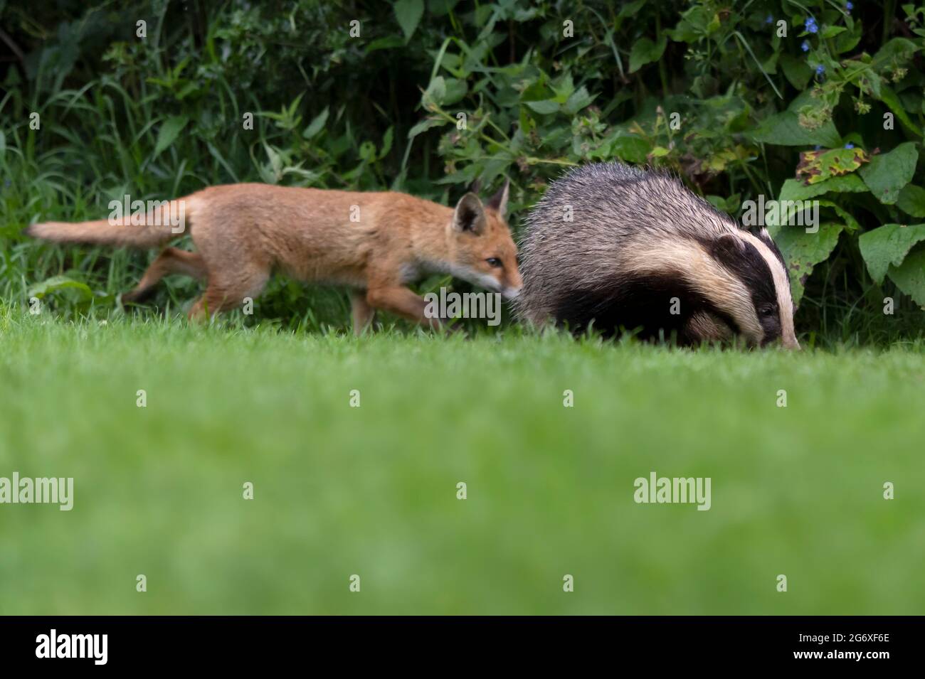 Fox and badger uk hi-res stock photography and images - Alamy