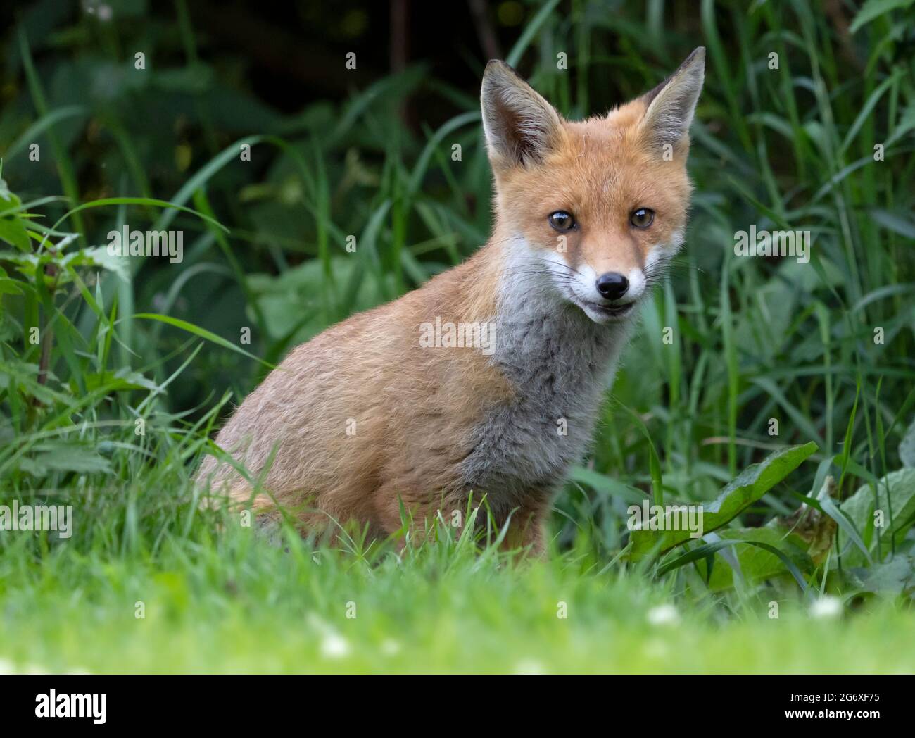 A wild Red Fox cub (Vulpes vulpes) sitting at edge of undergrowth, Warwickshire Stock Photo - Alamy