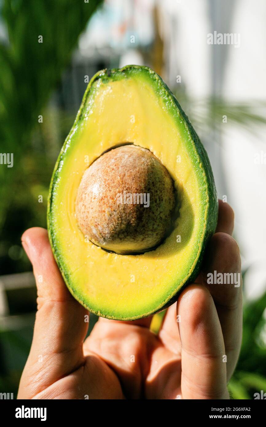 Avocado, tropical green fruit on a bright background, modern ...