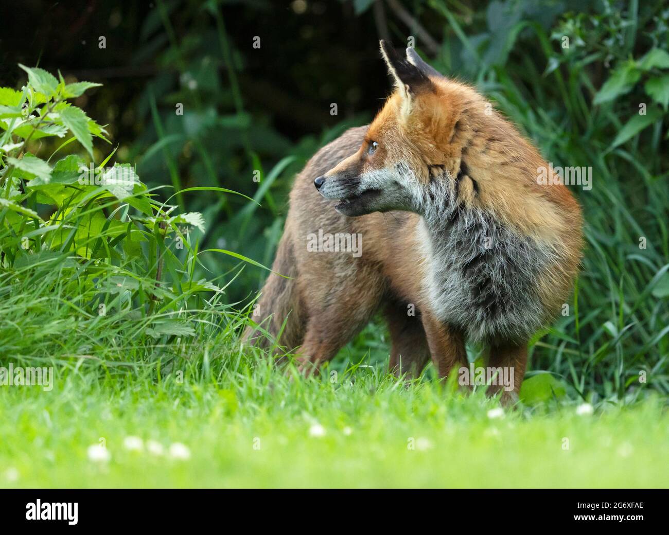 A wild Red Fox (Vulpes vulpes) emerging from the undergrowth, Warwickshire Stock Photo - Alamy