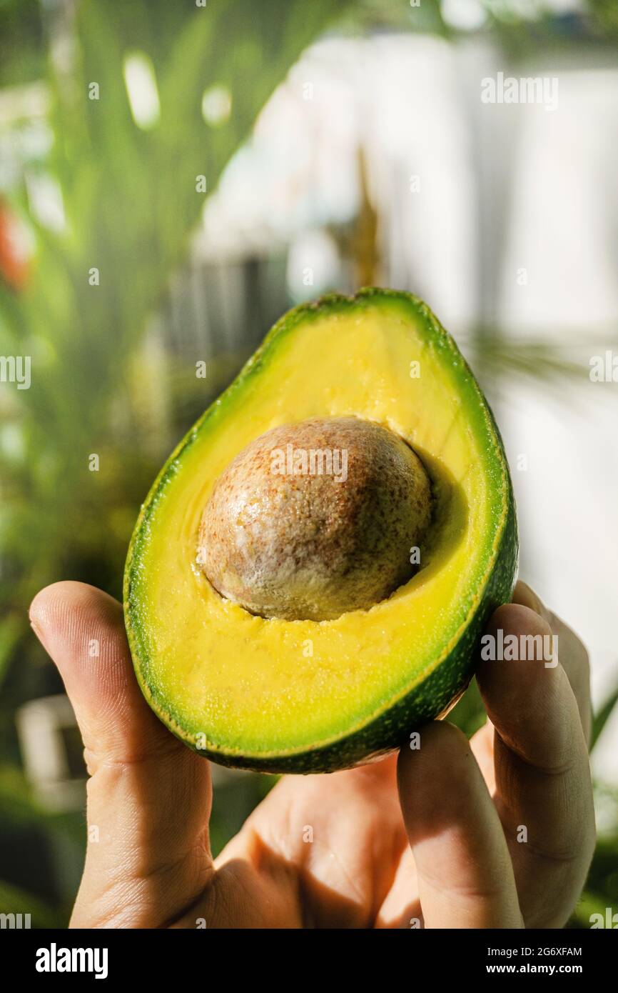 Avocado, tropical green fruit on a bright background, modern ...