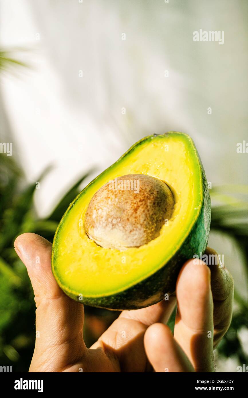 Avocado, tropical green fruit on a bright background, modern ...