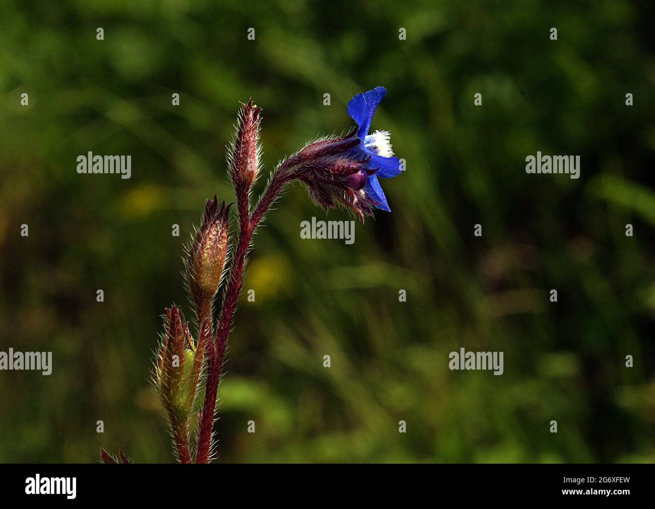 Anchusa azurea is a species of flowering plant in the family ...