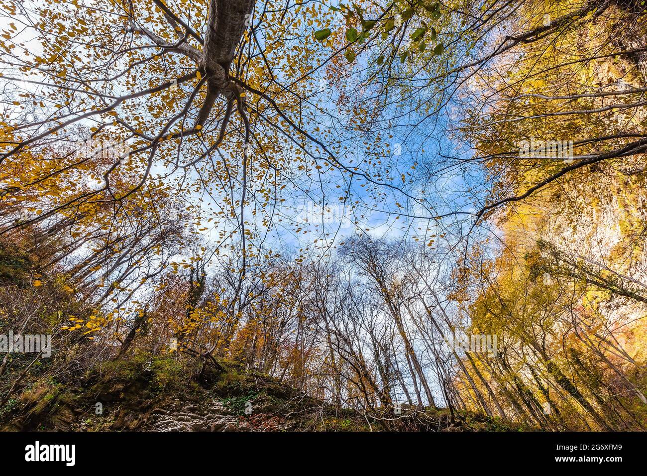 Autumn wood. The blue sky is visible through the weaved branches of ...