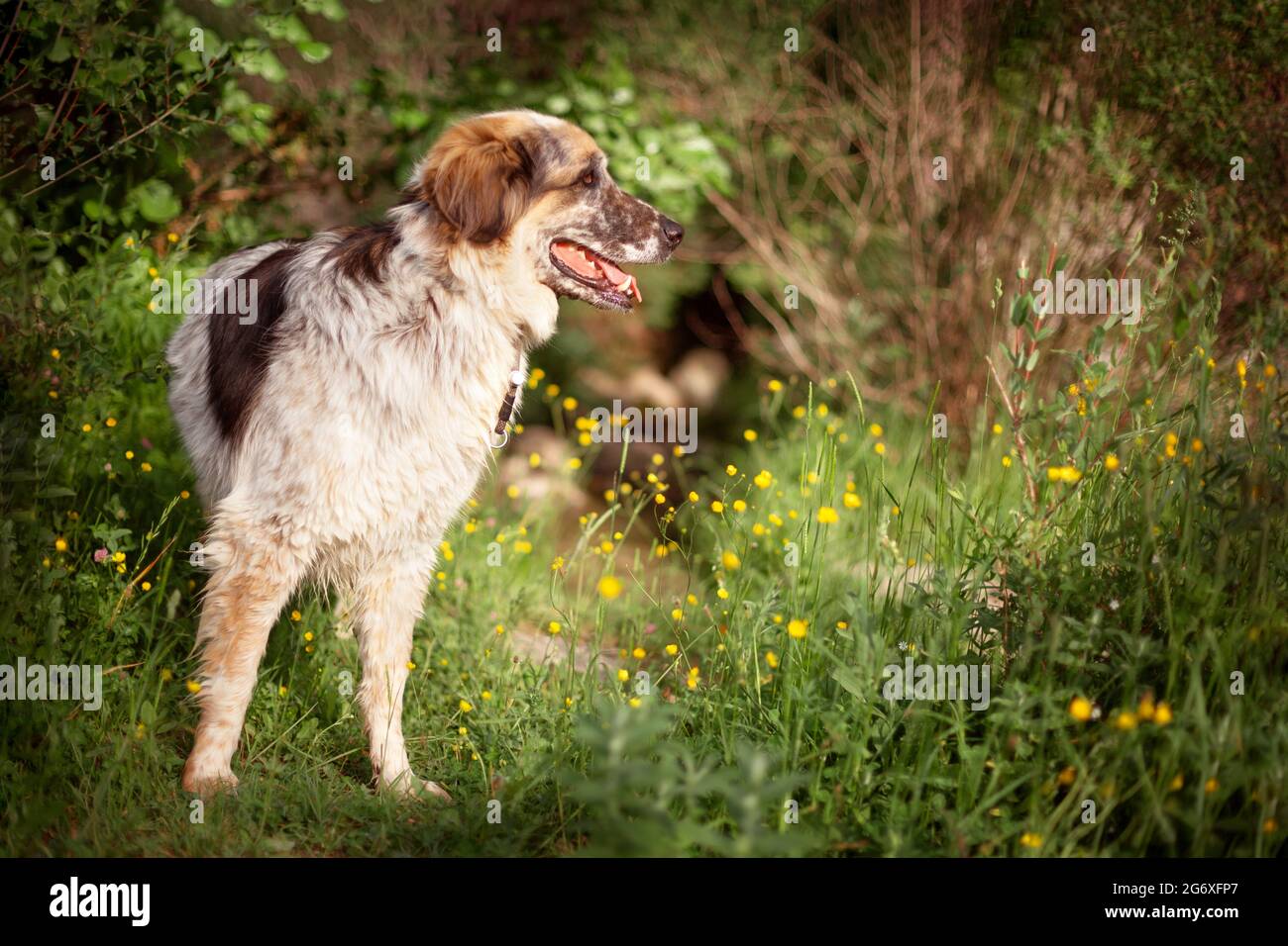 Big dog side view, standing and looking the forest Stock Photo - Alamy