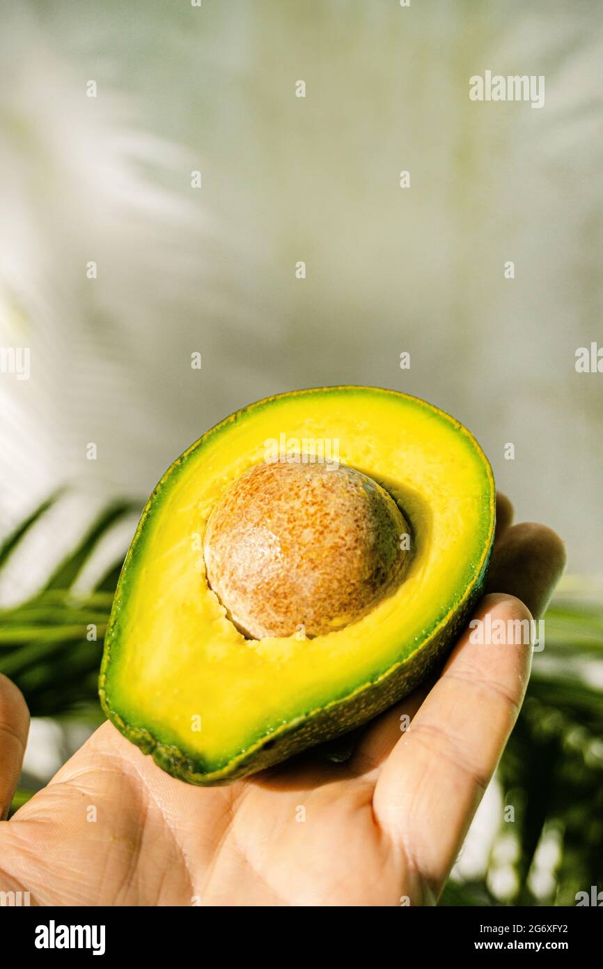Avocado, tropical green fruit on a bright background, modern ...