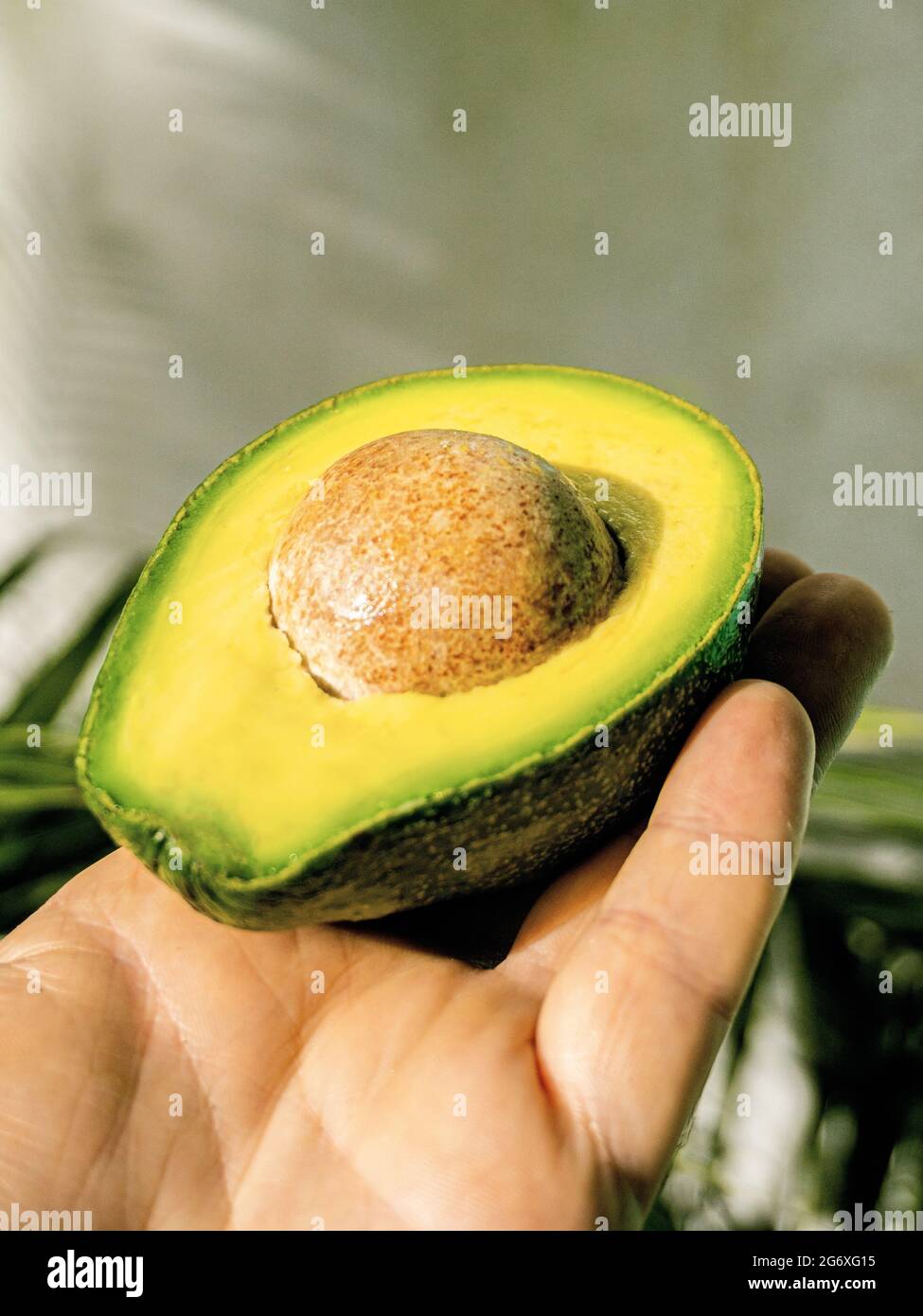 Avocado, tropical green fruit on a bright background, modern ...