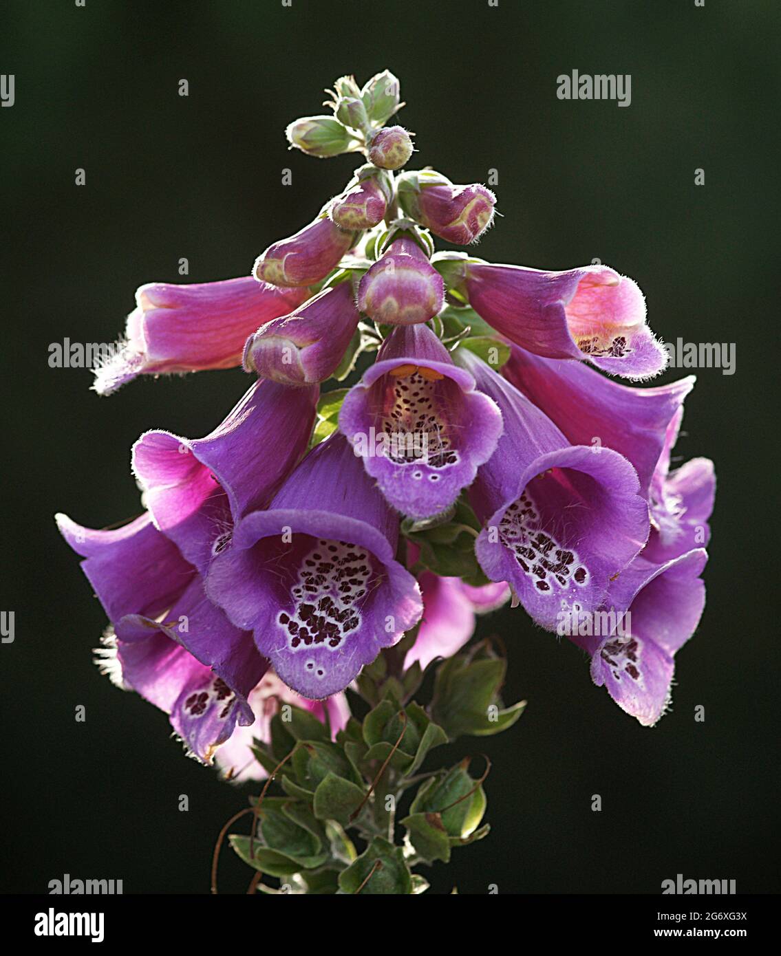 Digitalis purpurea, the foxglove or common foxglove, is a species of ...