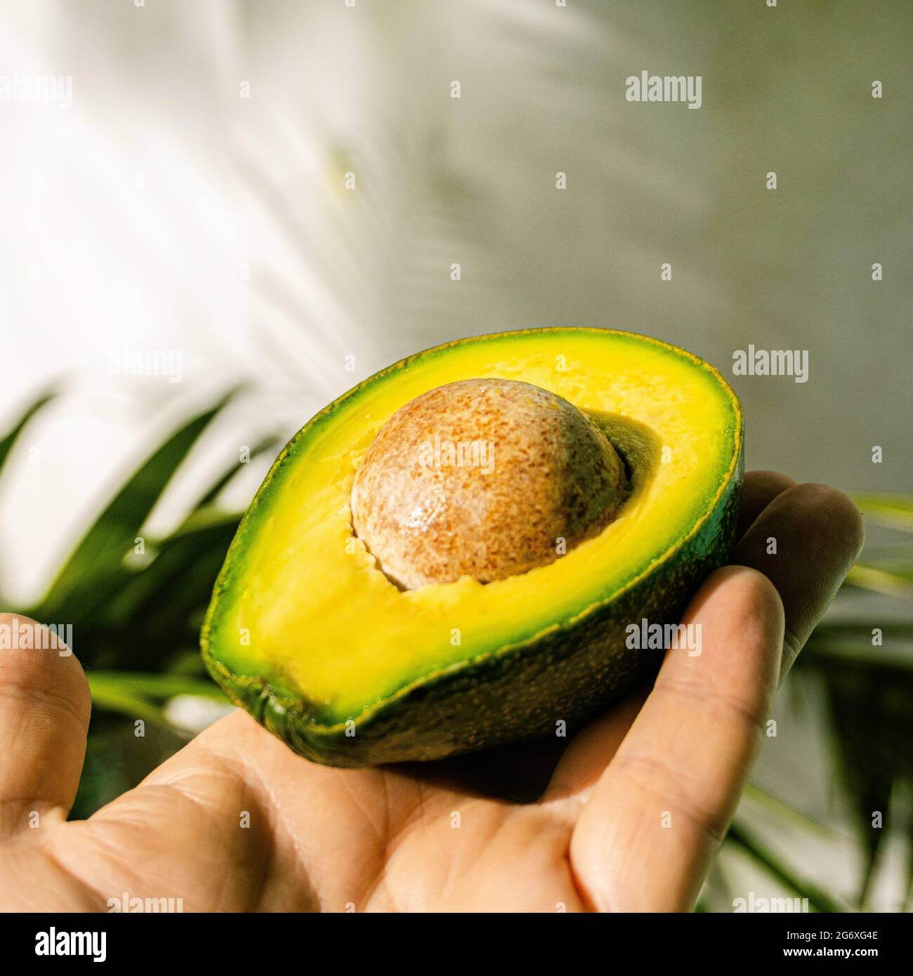 Avocado, tropical green fruit on a bright background, modern ...