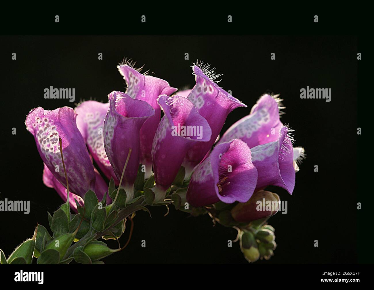 Digitalis purpurea, the foxglove or common foxglove, is a species of ...