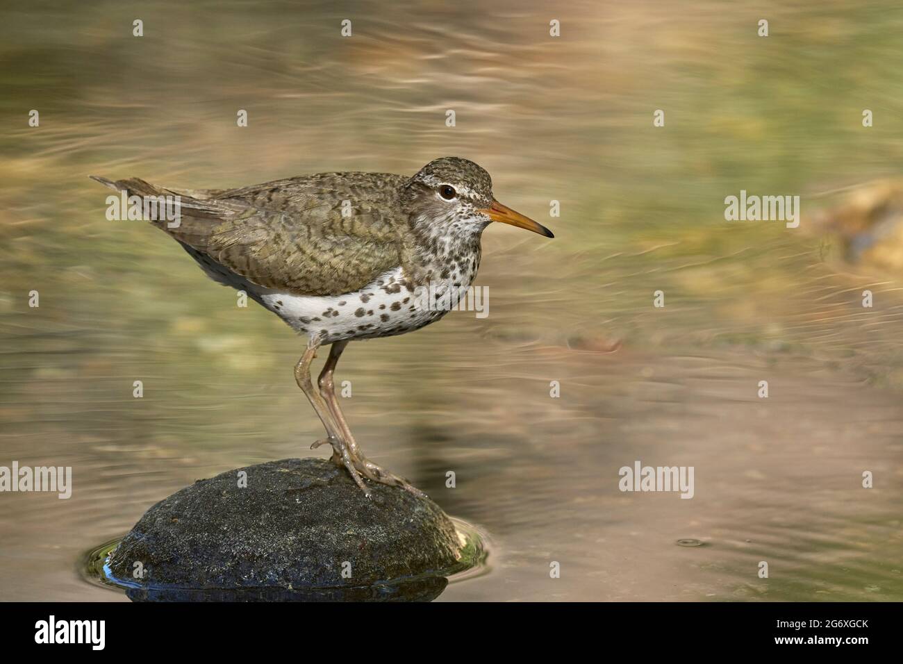 Spotted Sandpiper (Actitis macularius), Alpine County California USA ...