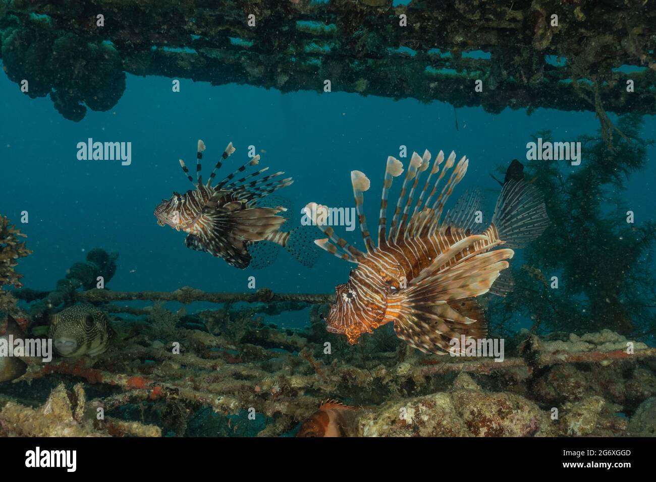 Lion fish in the Red Sea colorful fish, Eilat Israel Stock Photo - Alamy
